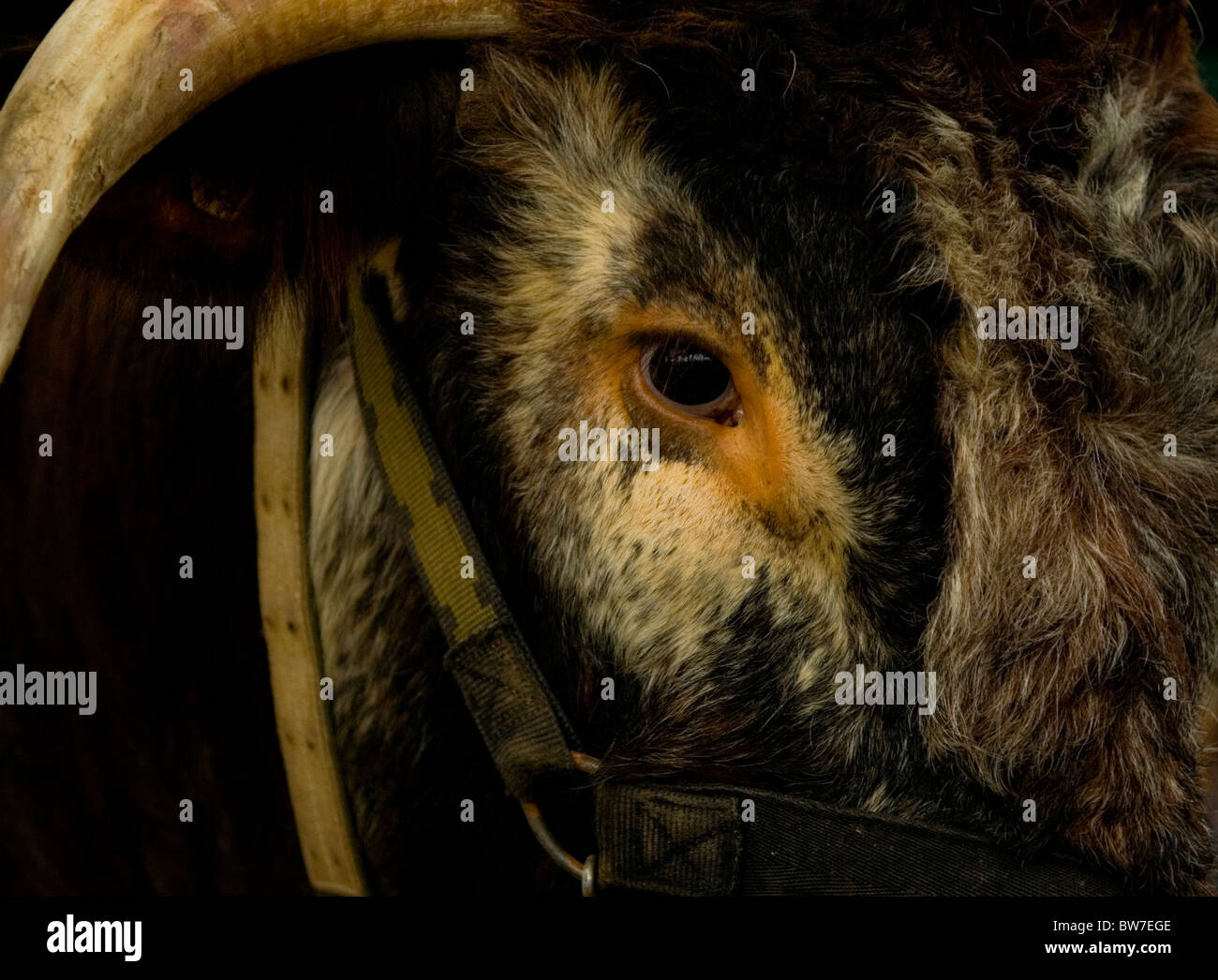 Bull close up Stock Photo - Alamy