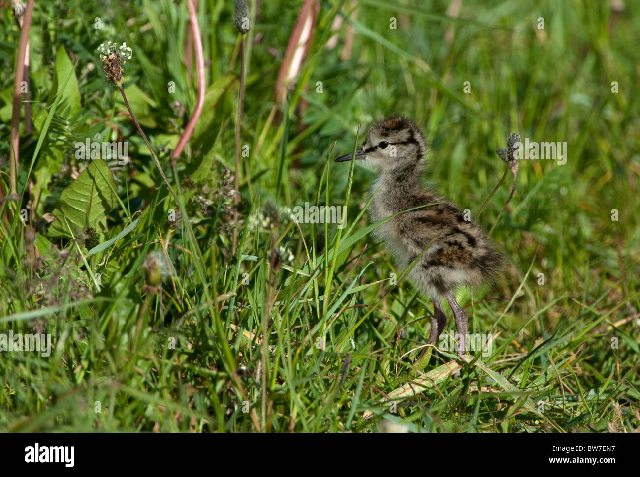 Redshank (Tringa totanus), chick among vegetation Stock Photo - Alamy