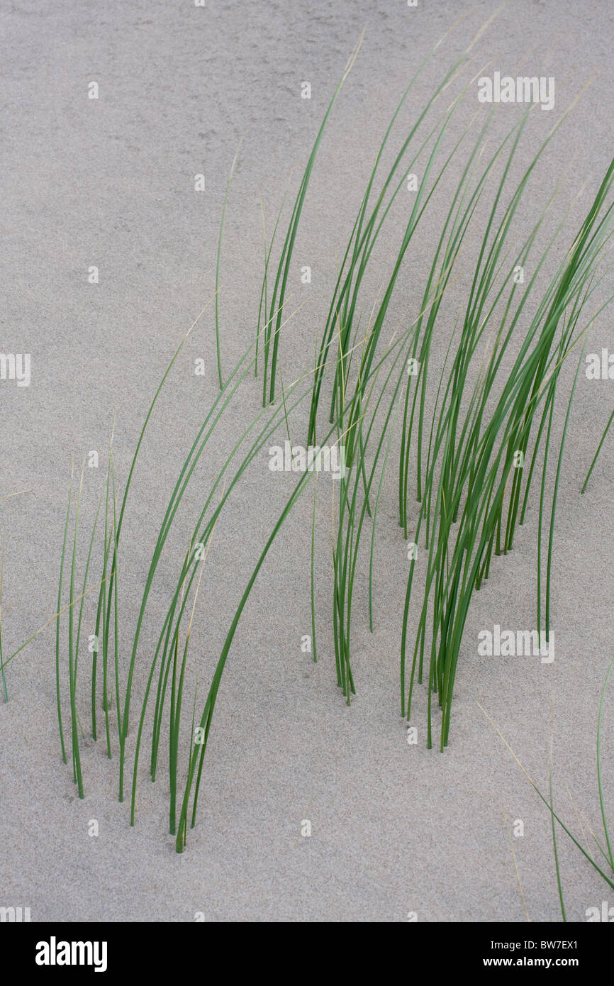 European marram grass (Ammophila arenaria) building a foredune at the ...