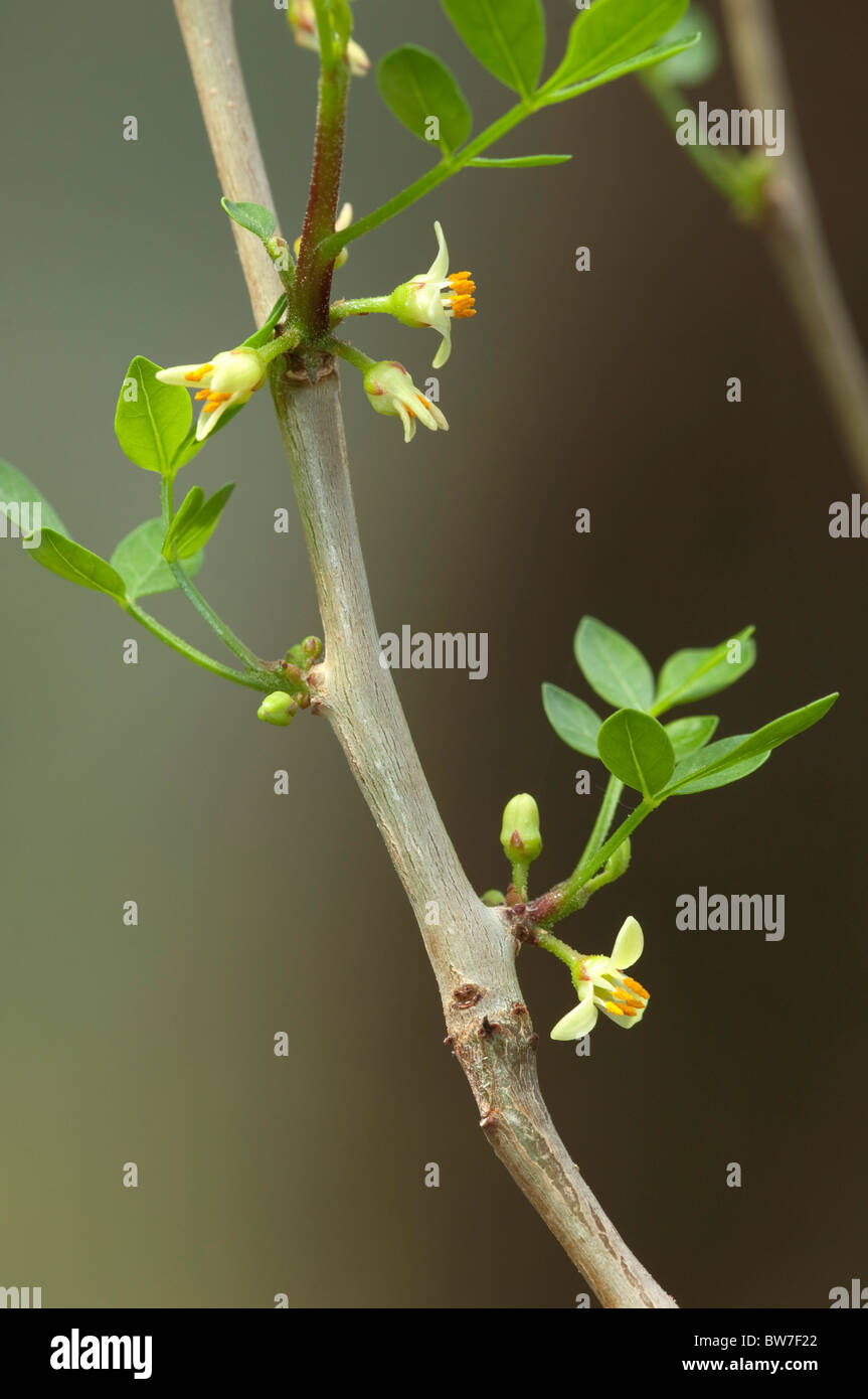 Abyssinian Myrrh (Commiphora abyssinica, Commiphora myrrha), flowering ...
