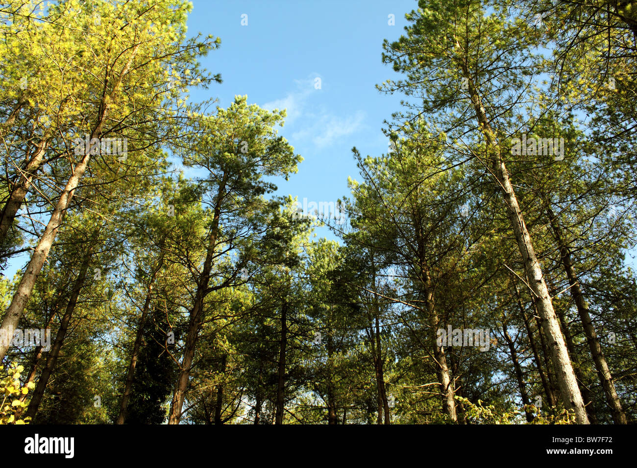 Tall forest woodland trees against a blue sky Stock Photo - Alamy