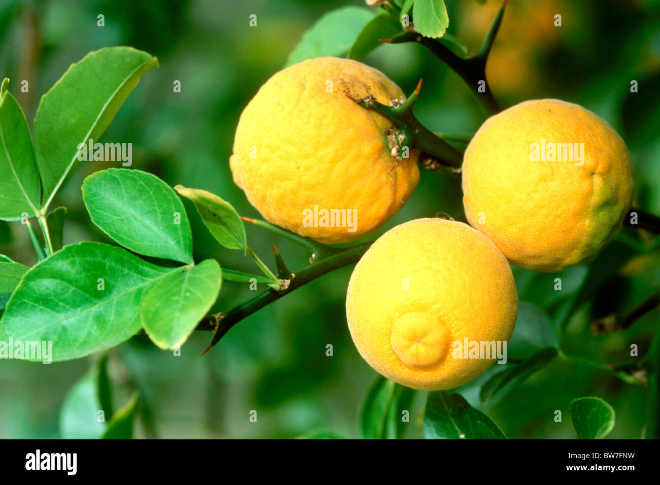 Chinese Bitter Orange, Trifoliate Orange (Poncirus trifoliata), ripe ...