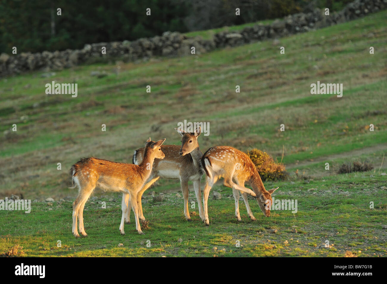 fallow deer family Stock Photo - Alamy