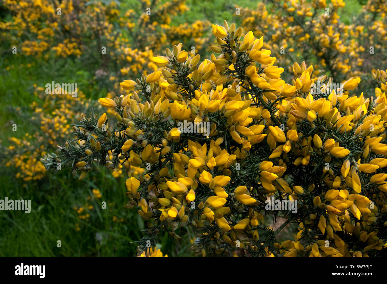 Furze, Common Gorse (Ulex europaeus), flowering bush Stock Photo - Alamy