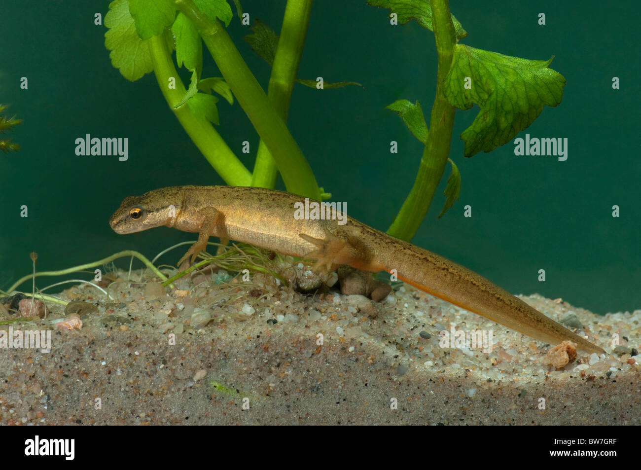 Smooth Newt (Lissotriton vulgaris, Triturus vulgaris), female after ...
