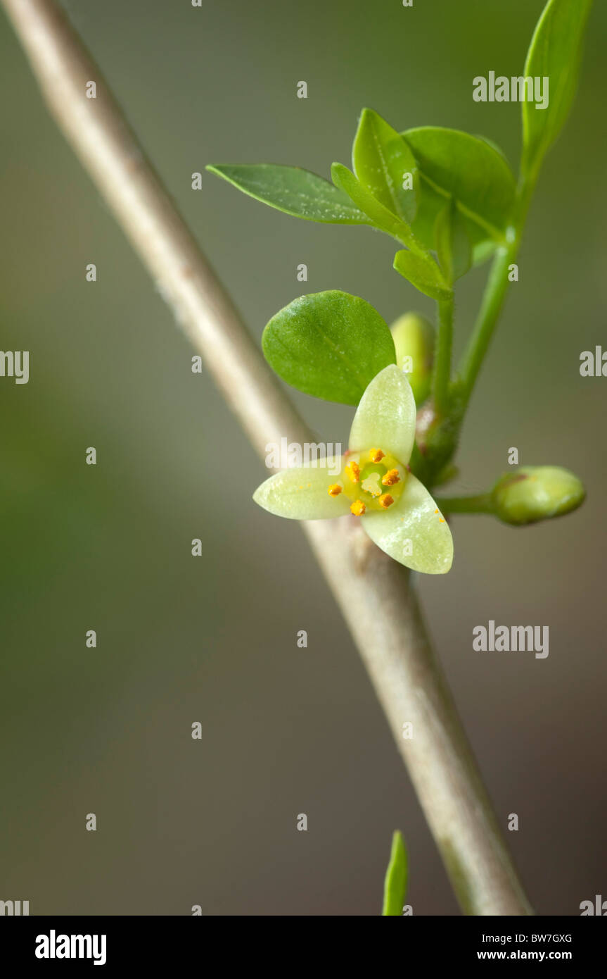 Abyssinian Myrrh (Commiphora abyssinica, Commiphora myrrha), flowering ...