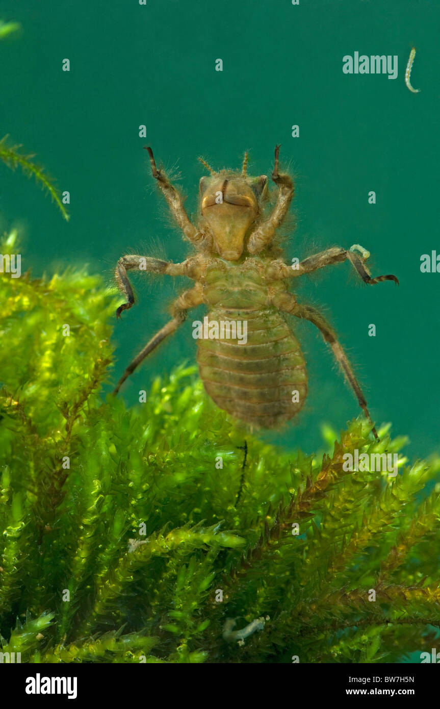 Broad-bodied Chaser (Libellula depressa). Larva under water Stock Photo ...