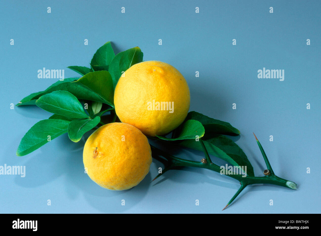 Chinese Bitter Orange, Trifoliate Orange (Poncirus trifoliata), ripe ...
