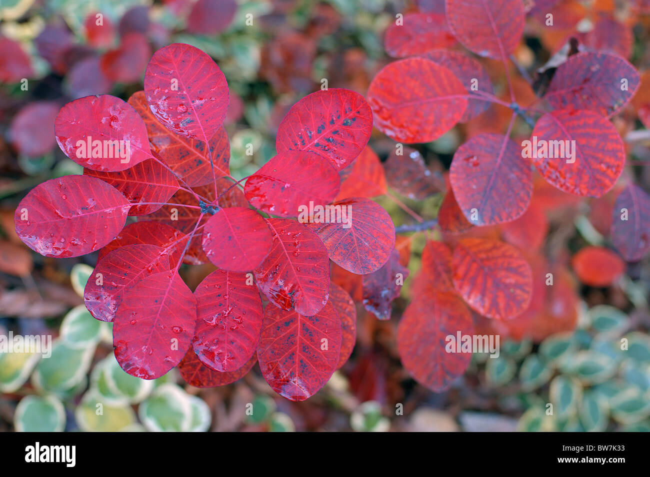 Cotinus coggygria autumn hi-res stock photography and images - Alamy