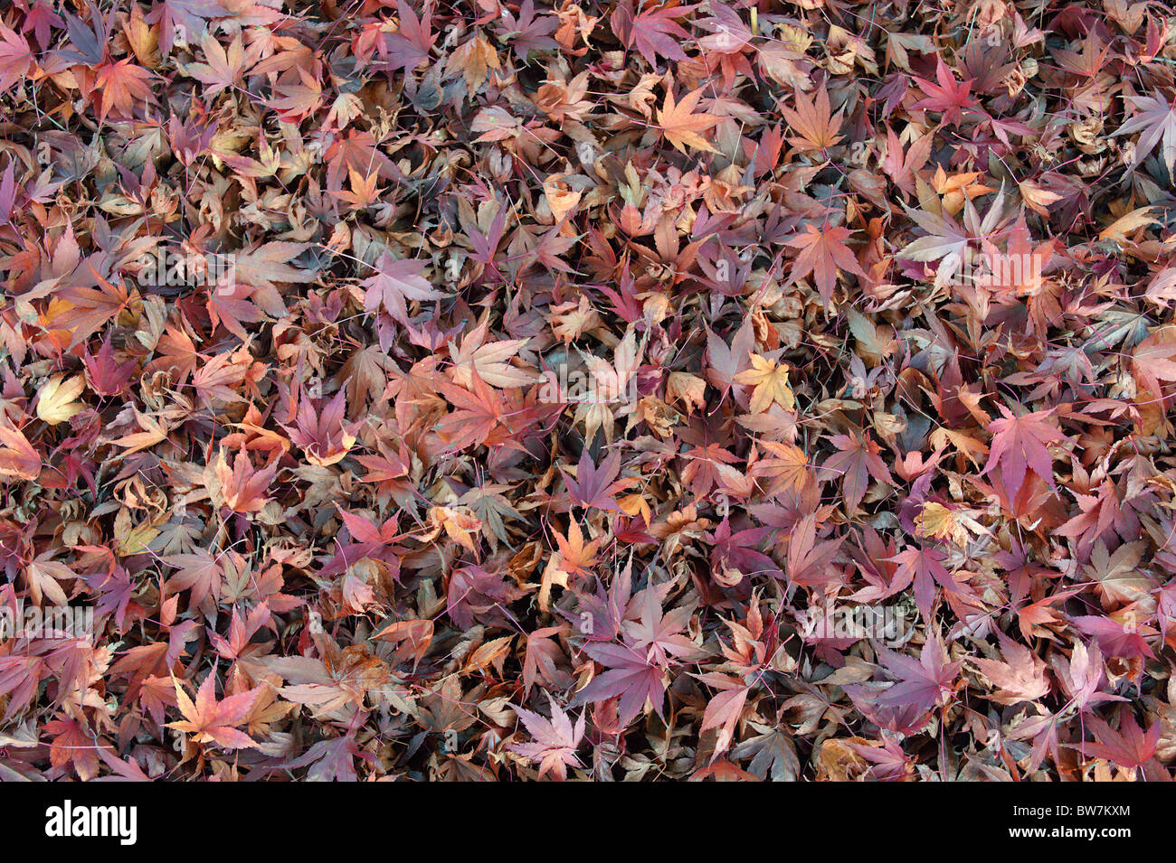 Fallen japanes maple red and purple autumn leaves Acer palmatum Stock ...