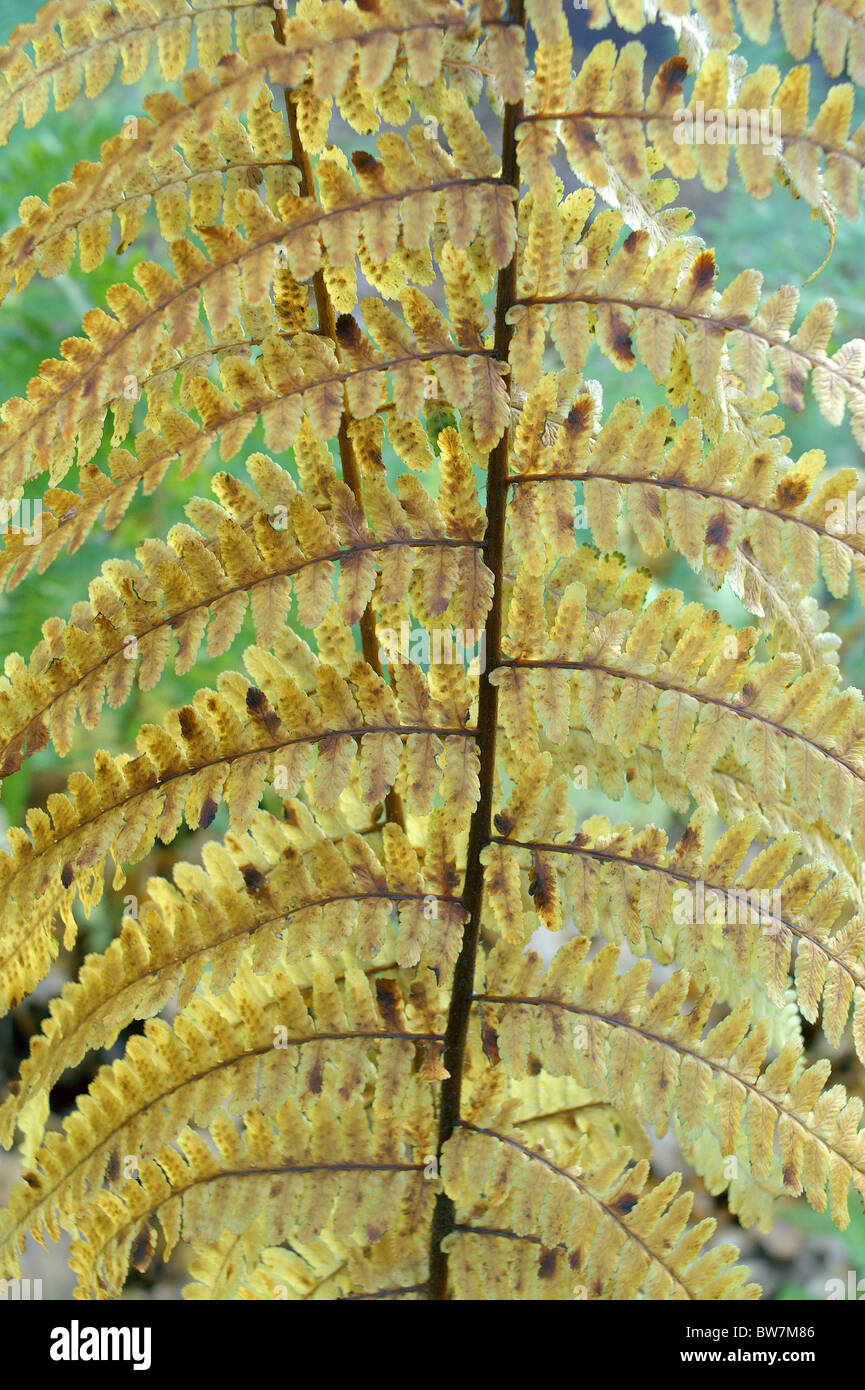 Common male fern hi-res stock photography and images - Alamy