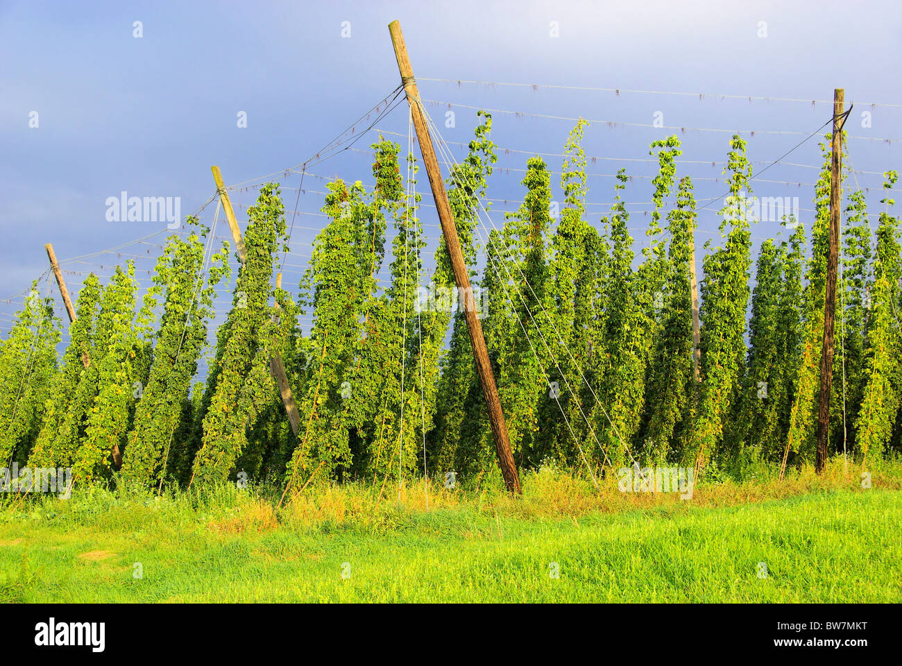 Hopfenfeld hi-res stock photography and images - Alamy