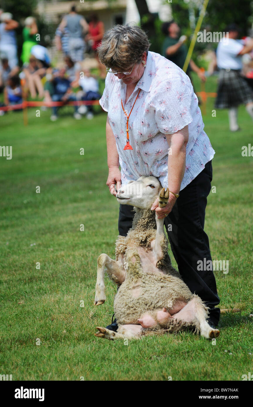 demonstration of sheep shearing Stock Photo - Alamy