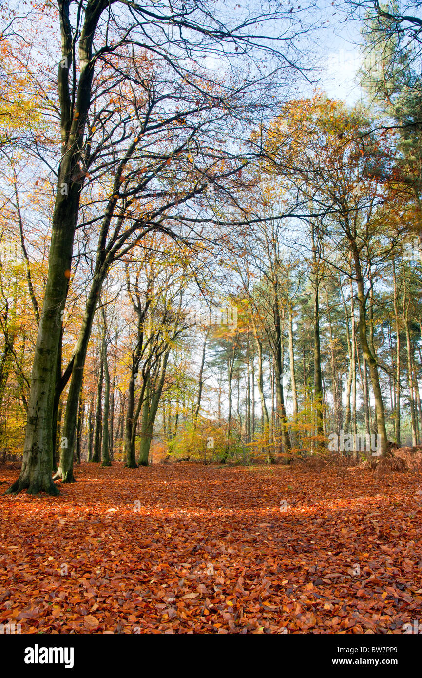 Autumn Trees Forest of Dean Gloucestershire Stock Photo - Alamy