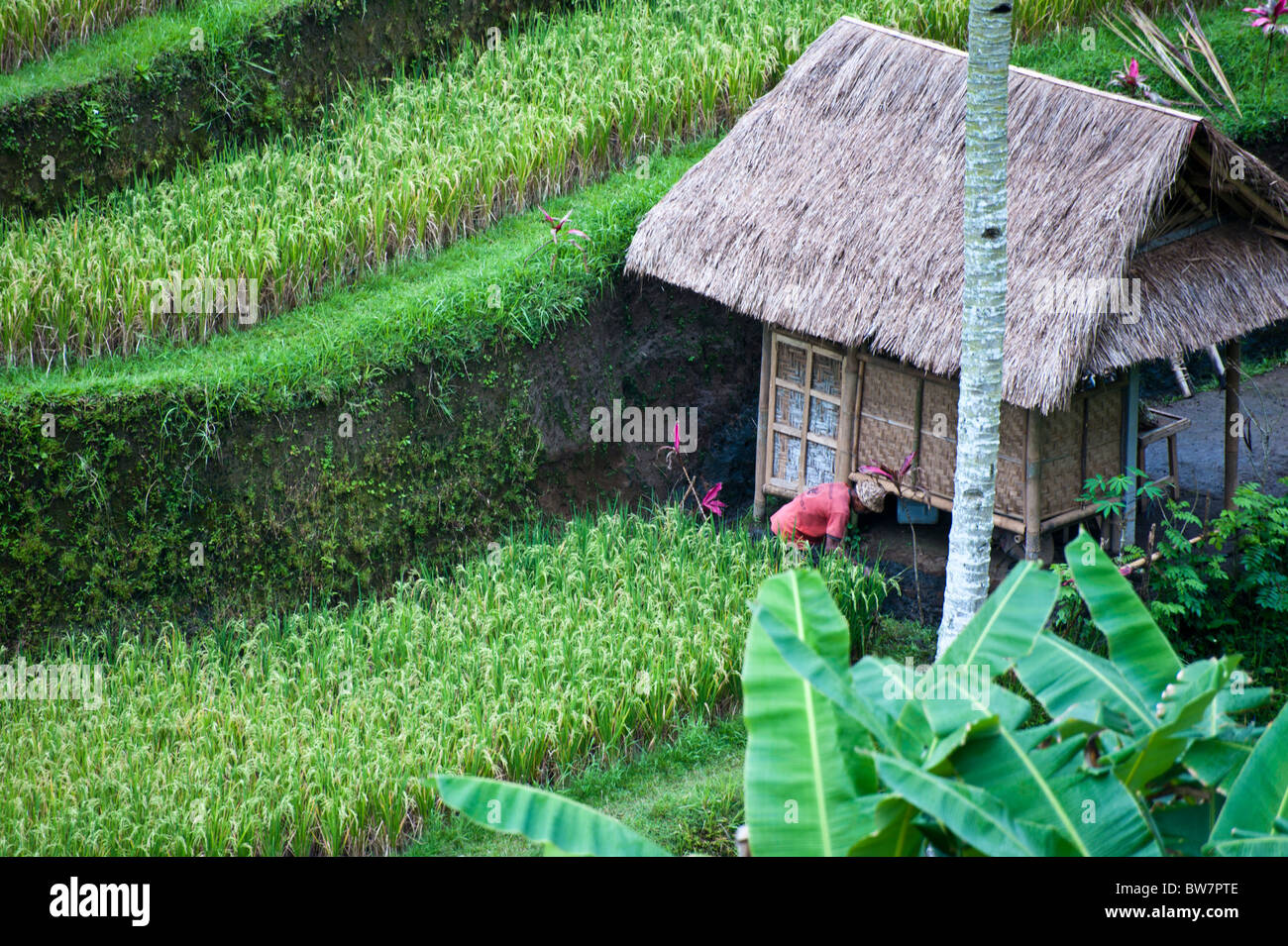 Rice terraces in Bali Indonesia Stock Photo - Alamy