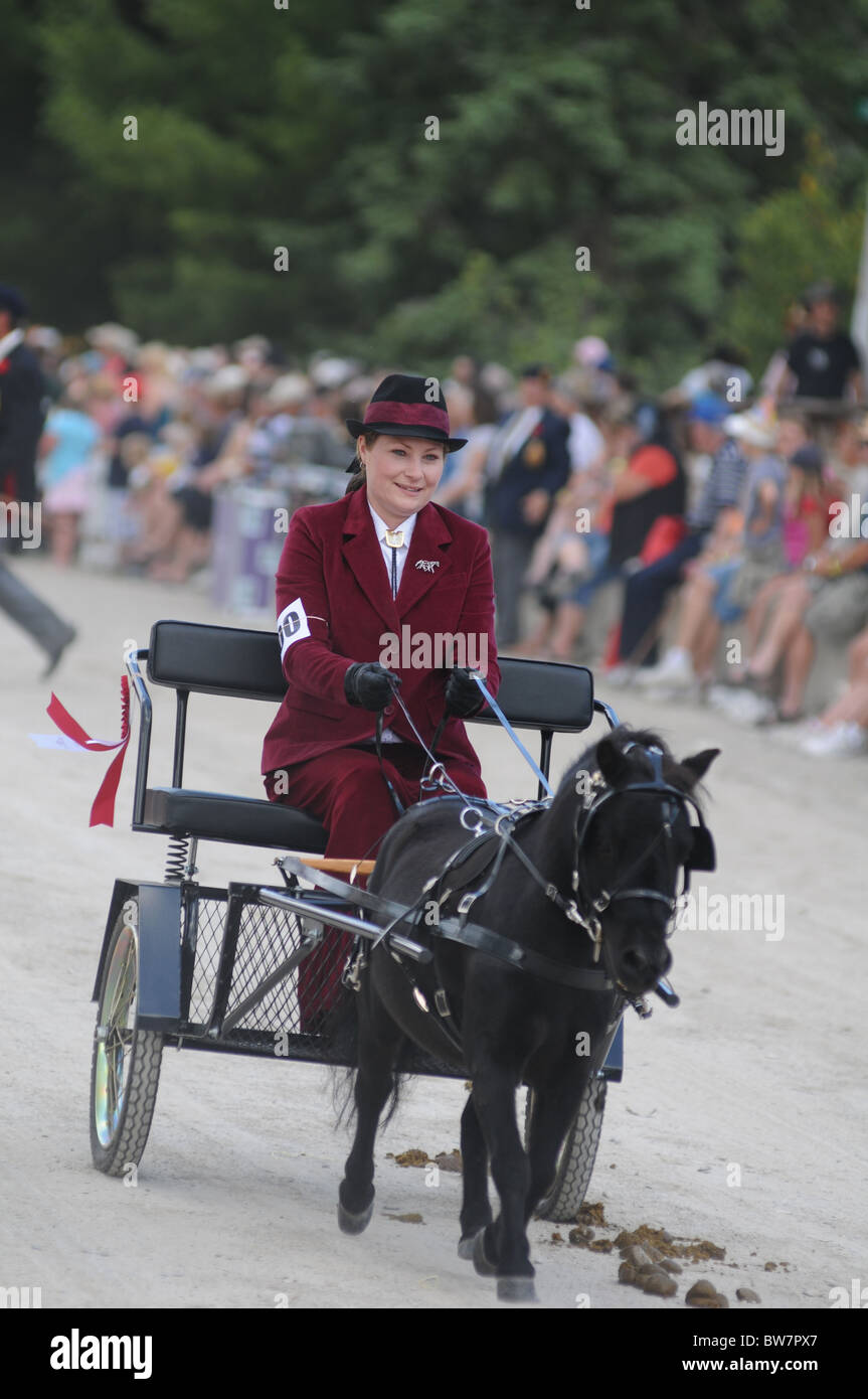 cart pulling pony in an agricultural fall fair parade Stock Photo - Alamy