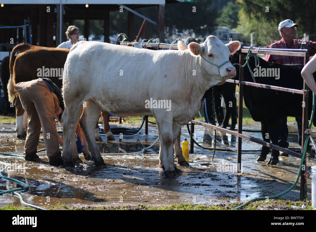 cows at an agricultural fair Stock Photo - Alamy
