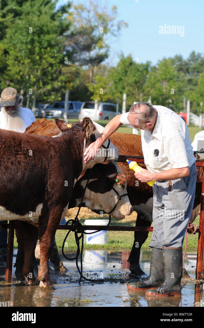 farmer grooming his cows at a rural fall fair Stock Photo - Alamy