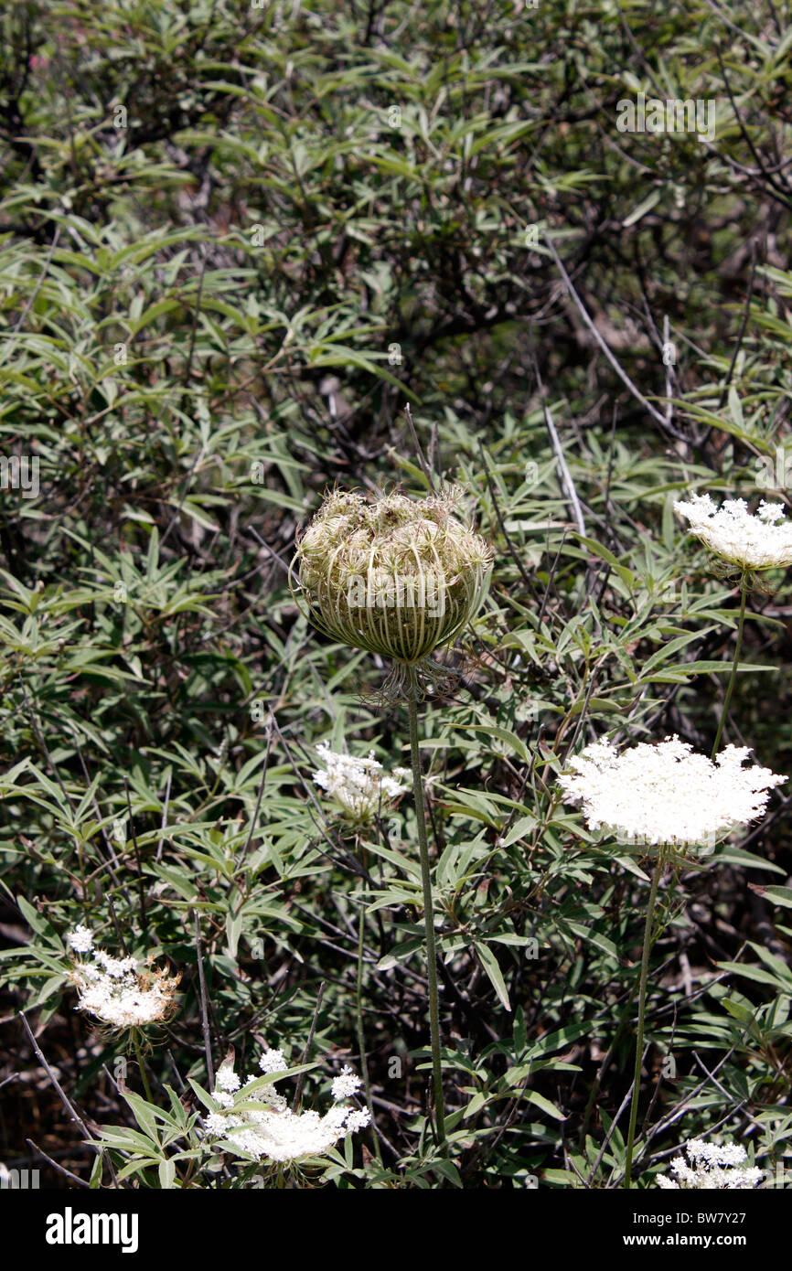 DAUCUS CAROTA. WILD CARROT GROWING ON THE GREEK ISLAND OF CRETE Stock ...