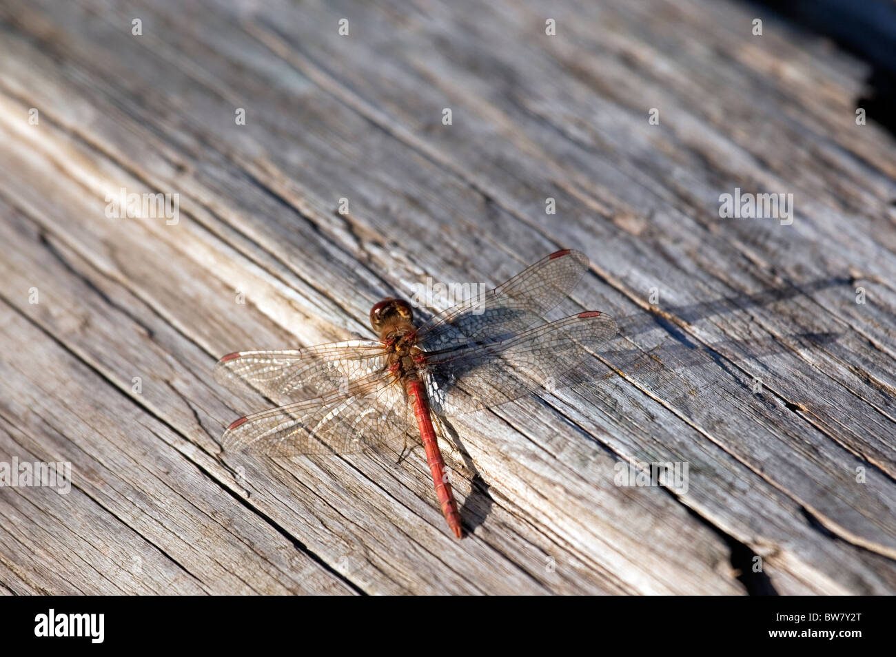Common darter resting hi-res stock photography and images - Alamy
