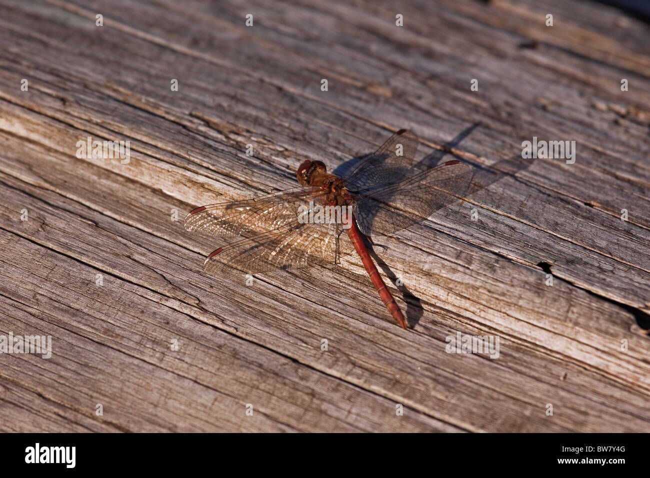 Common Darter resting and sunning itself on a log bench Stock Photo - Alamy
