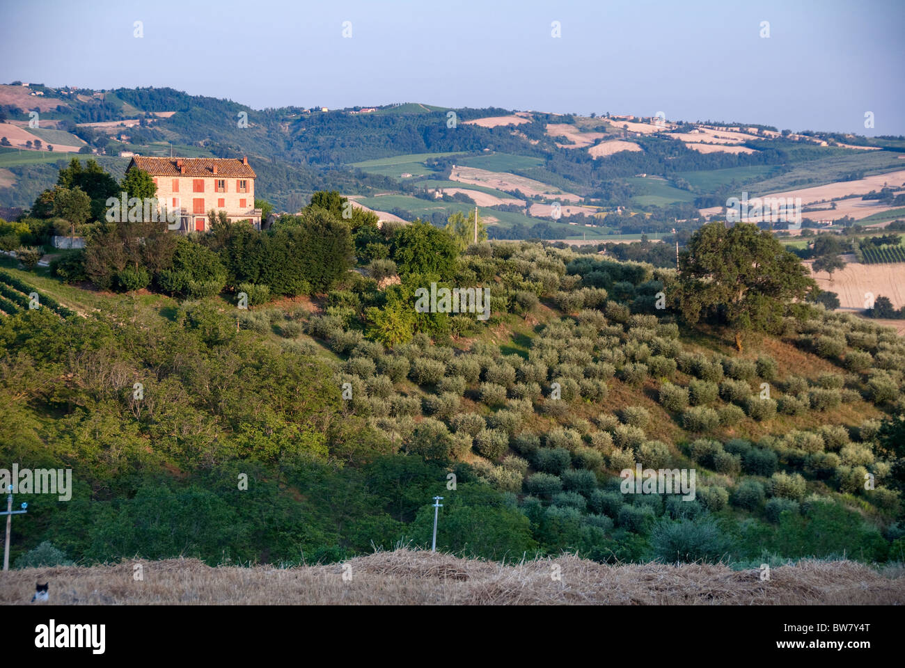 Le Marche landscape near Serra di Conti Stock Photo - Alamy