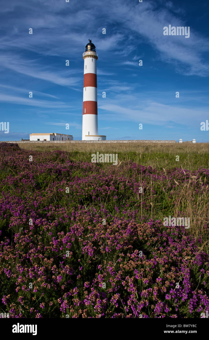 Tarbert Ness lighthouse and field of heather Stock Photo - Alamy