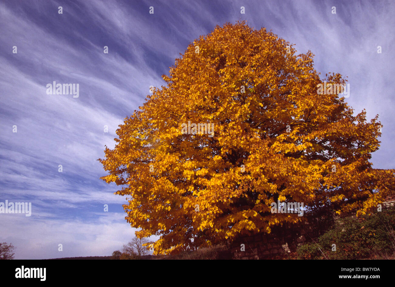 yellow tree leaves in autunm Stock Photo - Alamy