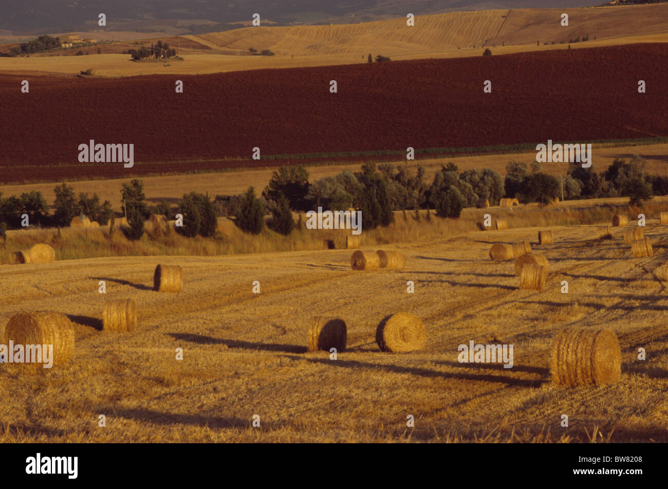 val d'orcia harvested corn fields,Tuscany,Italy Stock Photo - Alamy