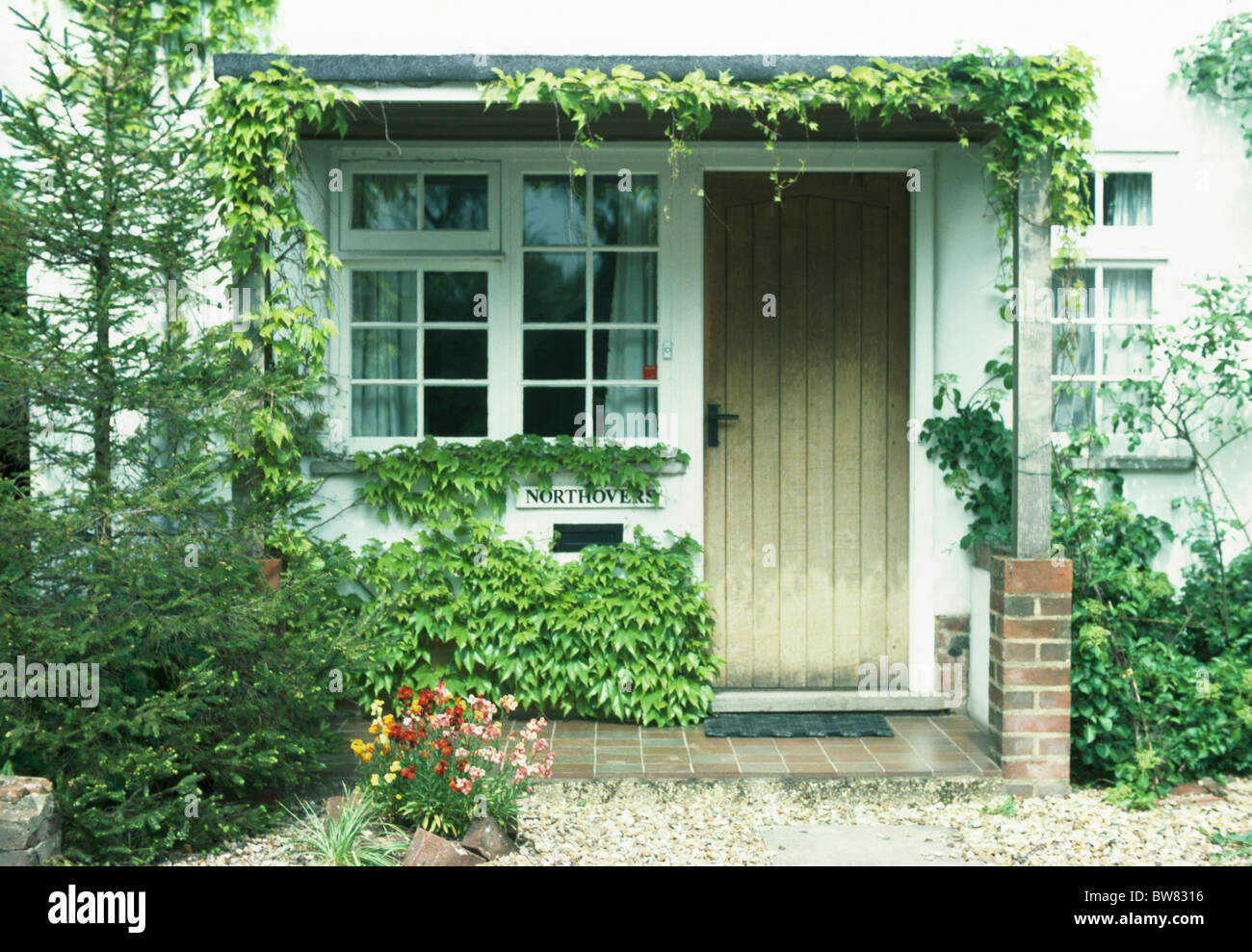 Climbing ivy on porch above window and wooden front door of traditional ...