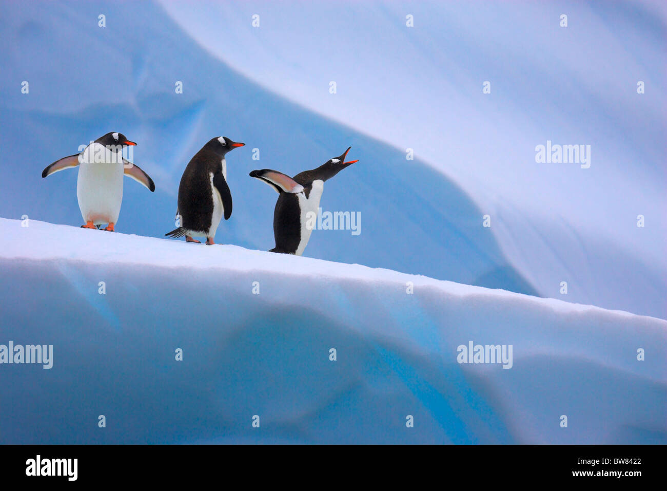 Screaming penguin hi-res stock photography and images - Alamy