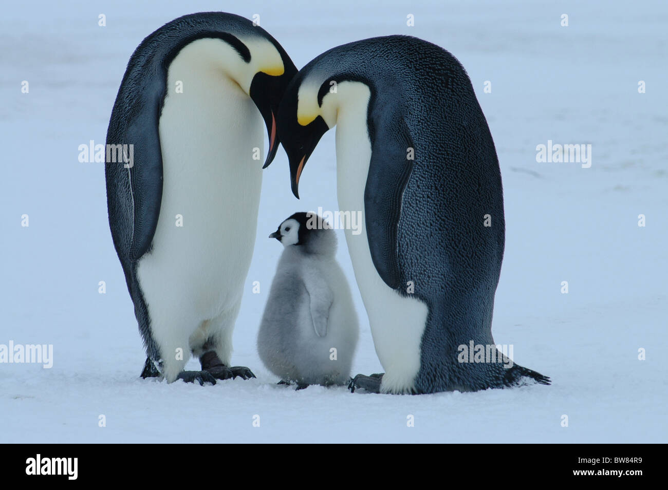 Female emperor penguins chicks hi-res stock photography and images - Alamy