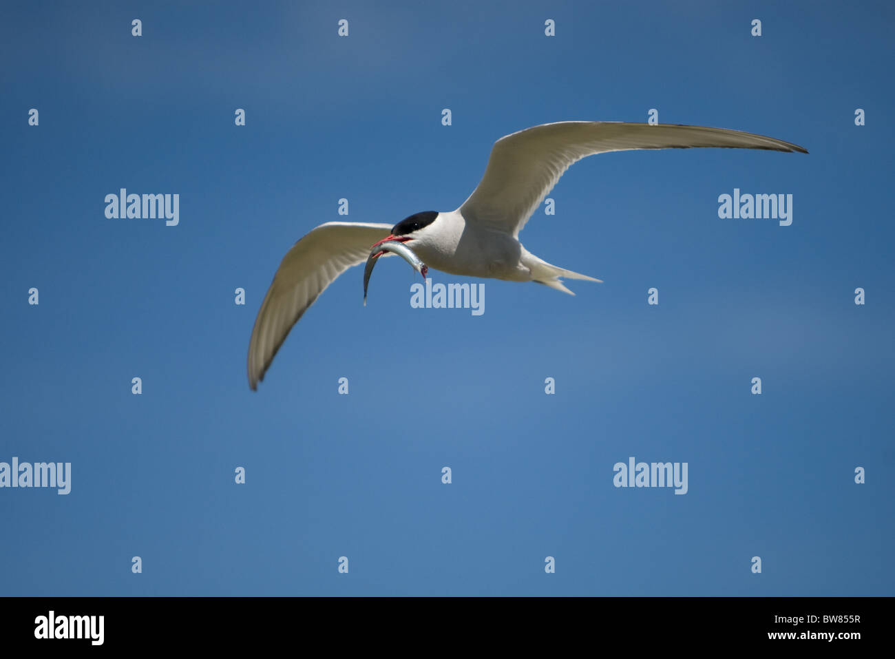 The Arctic Tern (Sterna paradisaea) is a seabird of the tern family ...
