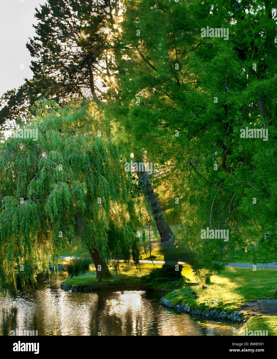 Willow tree hi-res stock photography and images - Alamy