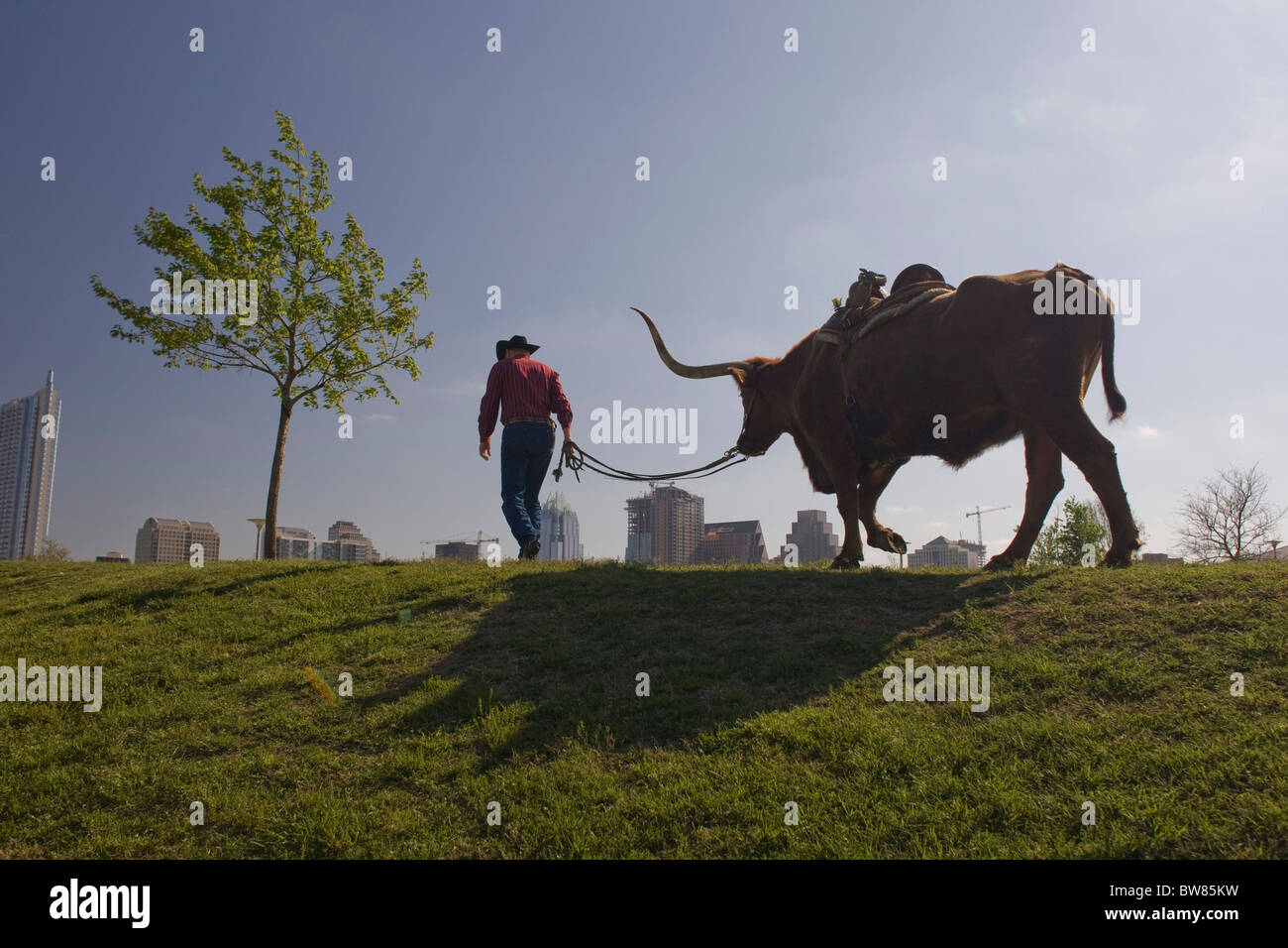 A rodeo cowboy guides his Longhorn steer across a knoll in a downtown ...