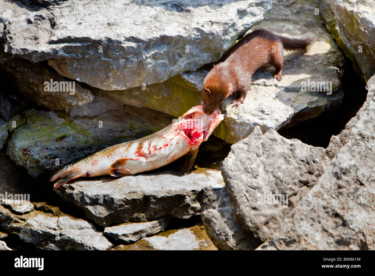 USA, New York, Henderson, Clark Point, Lake Ontario. An American Mink ...