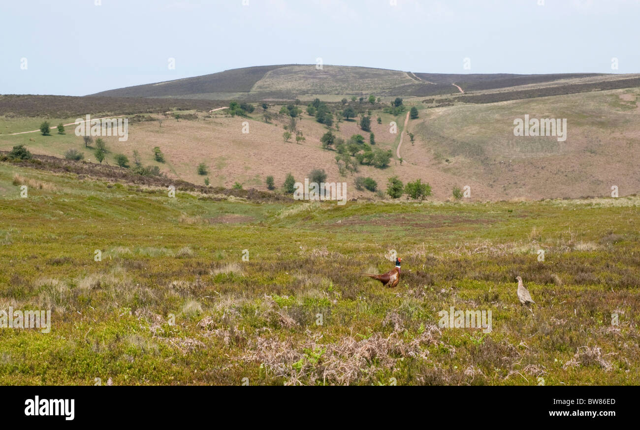 Footpath quantock hills somerset england hi-res stock photography and ...