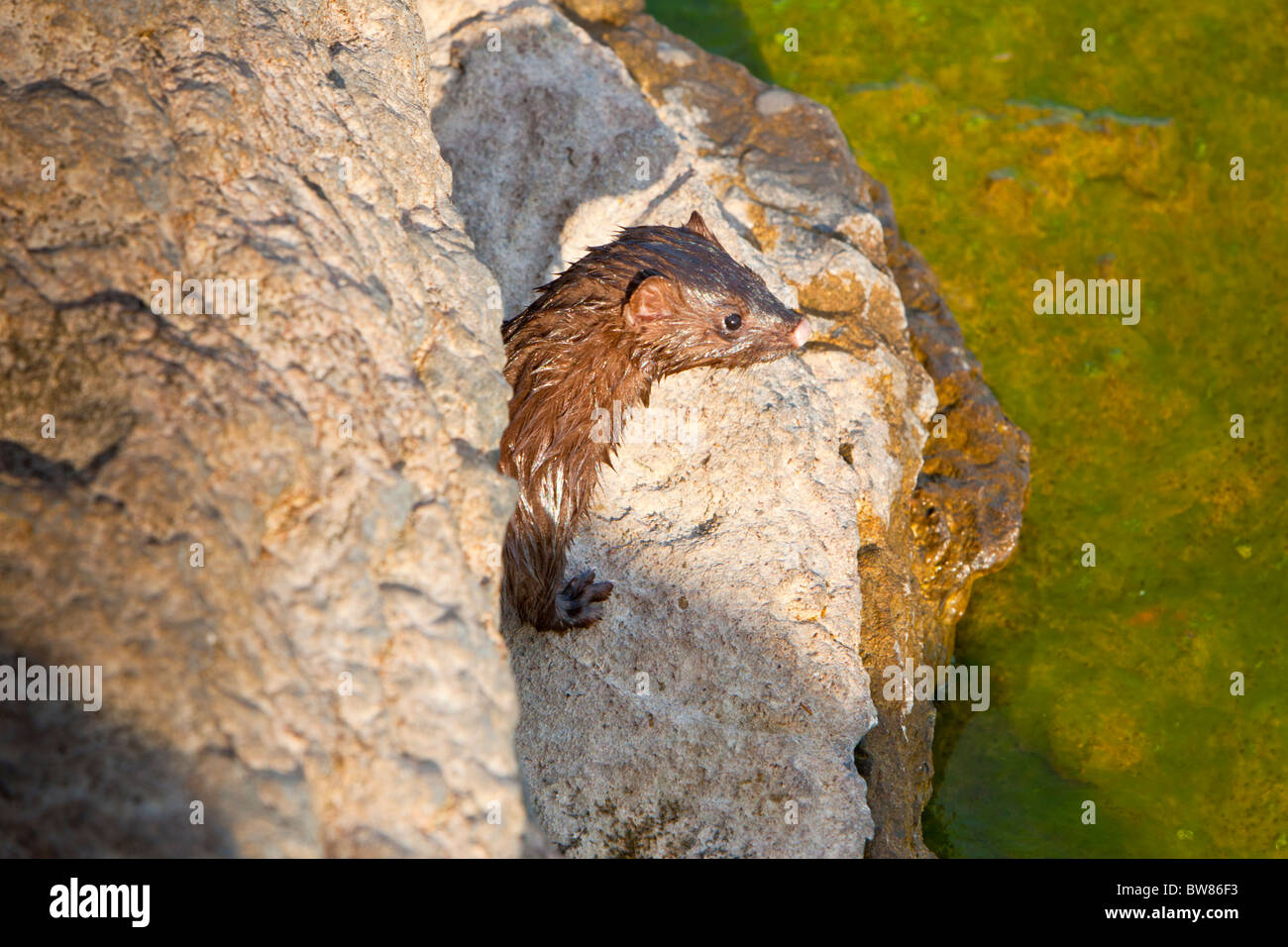 American mink eating fish hi-res stock photography and images - Alamy