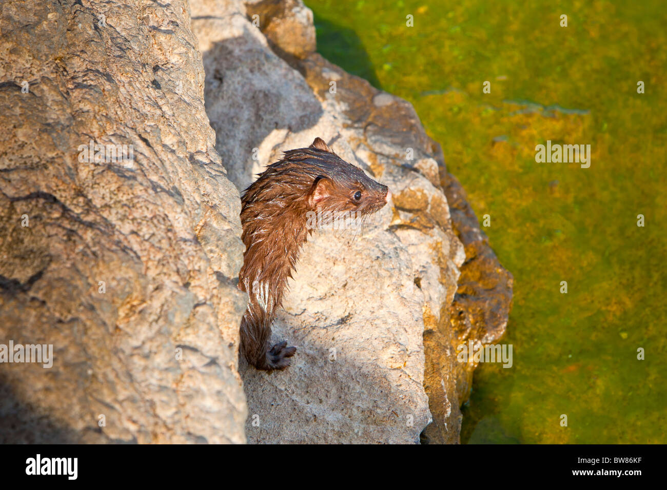 American mink eating fish hi-res stock photography and images - Alamy