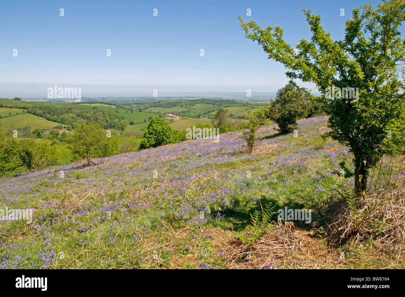 Springtime on the Quantock Hills, near Cothelstone Hill, looking ...