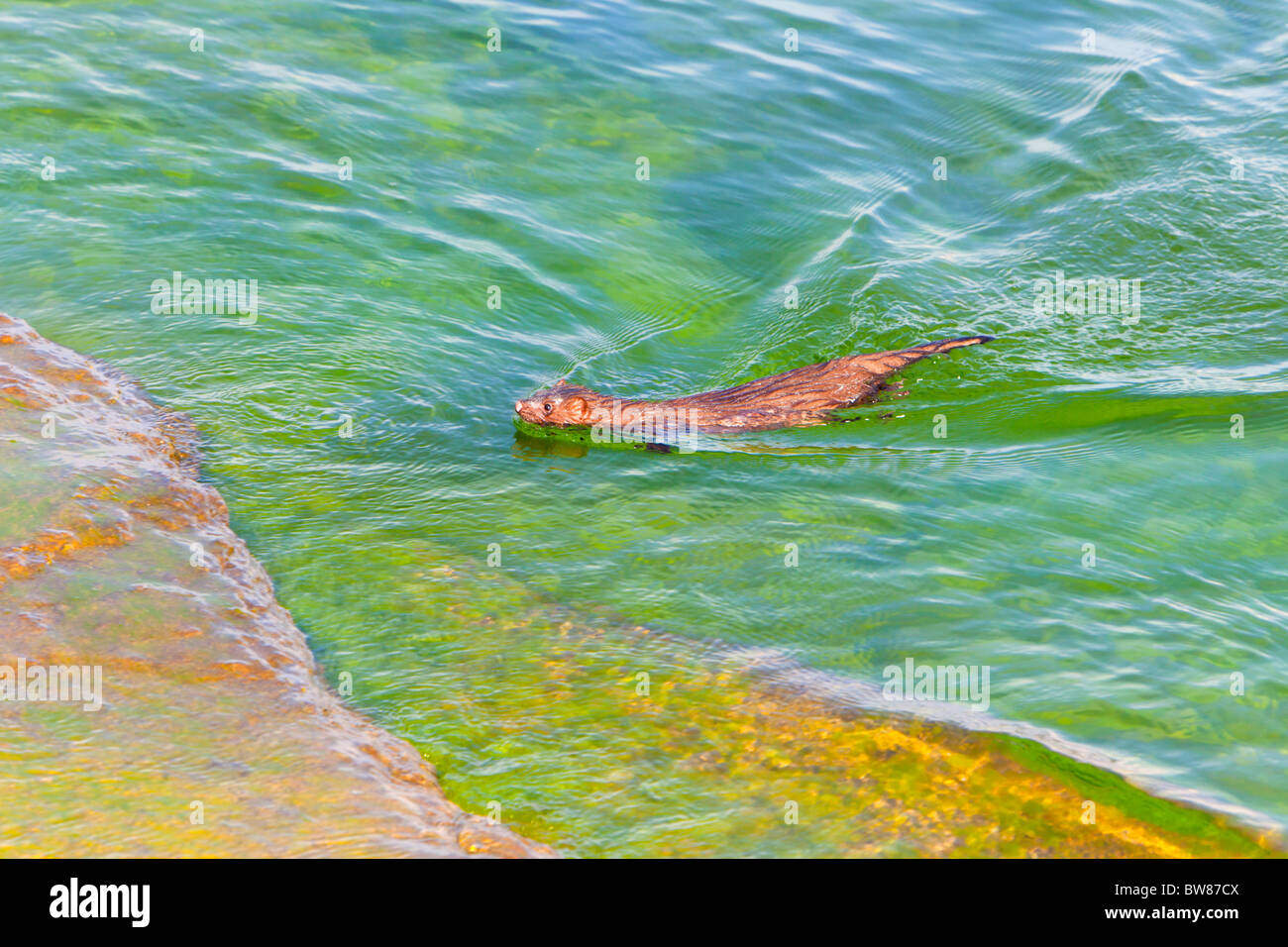 American mink eating fish hi-res stock photography and images - Alamy