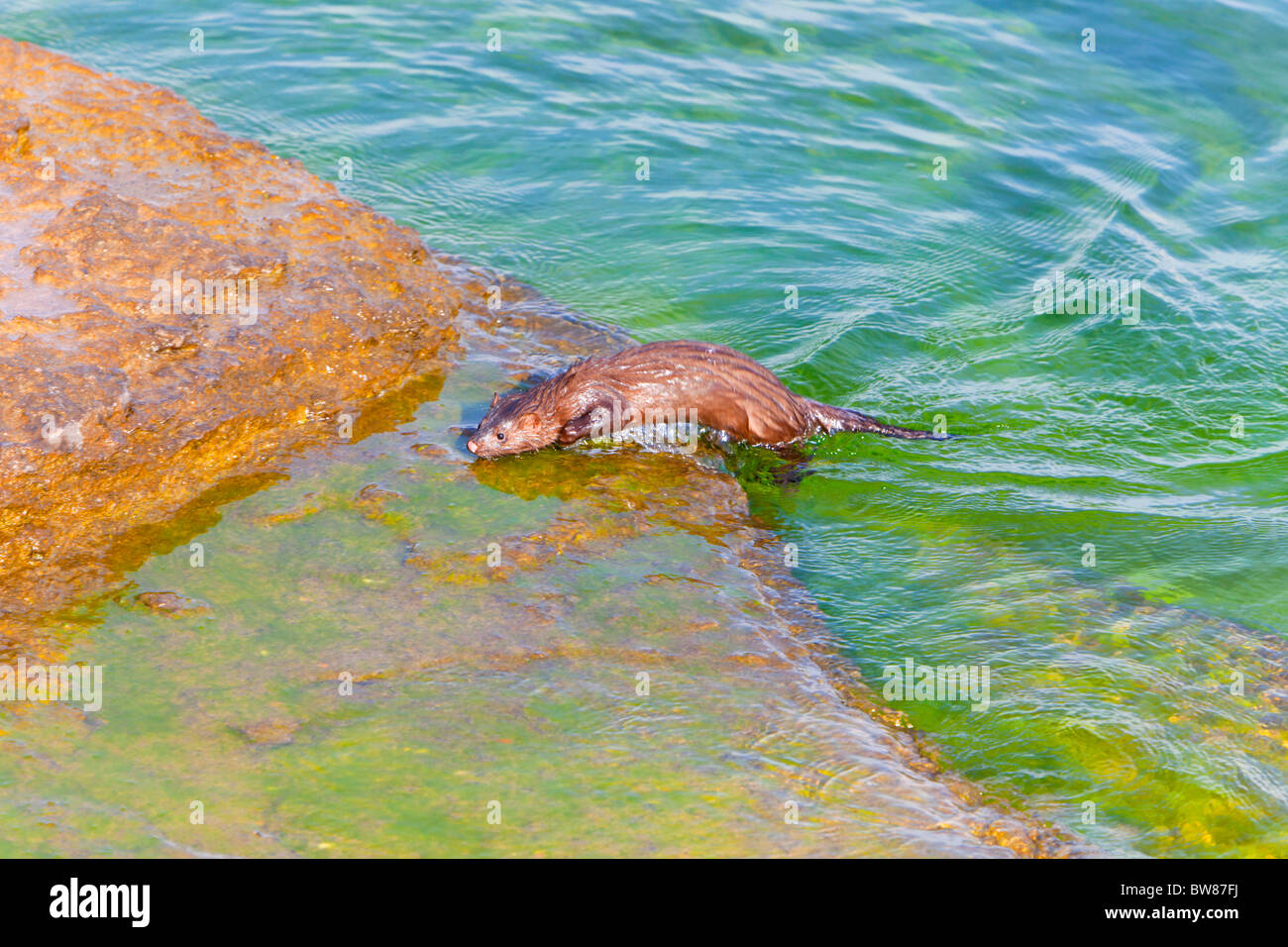 American mink eating fish hi-res stock photography and images - Alamy