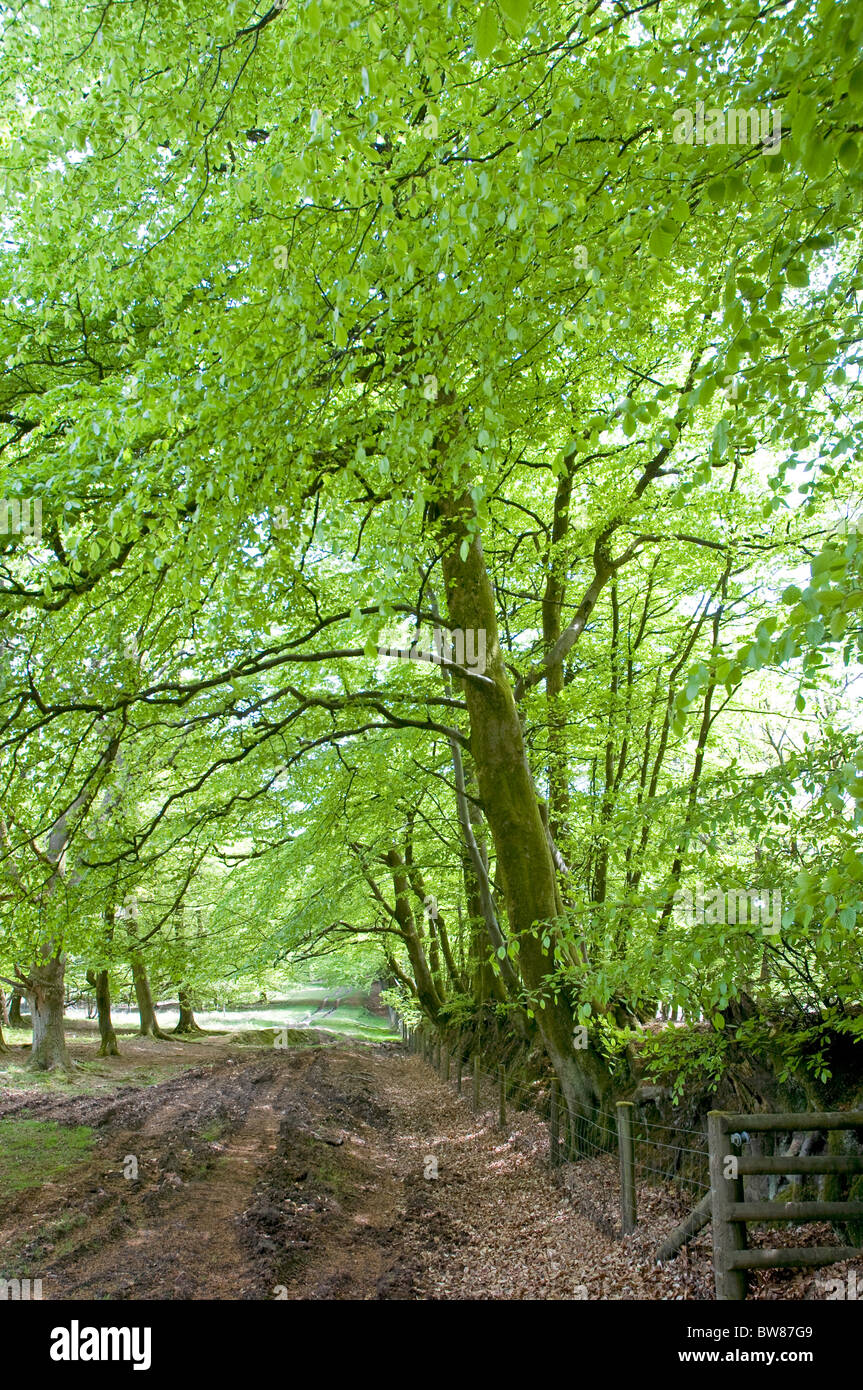 The quantock hills hi-res stock photography and images - Alamy