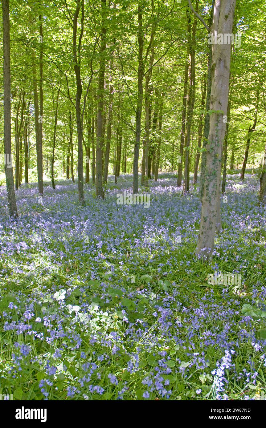 Springtime on the Quantock Hills, near Cothelstone Hill Stock Photo - Alamy