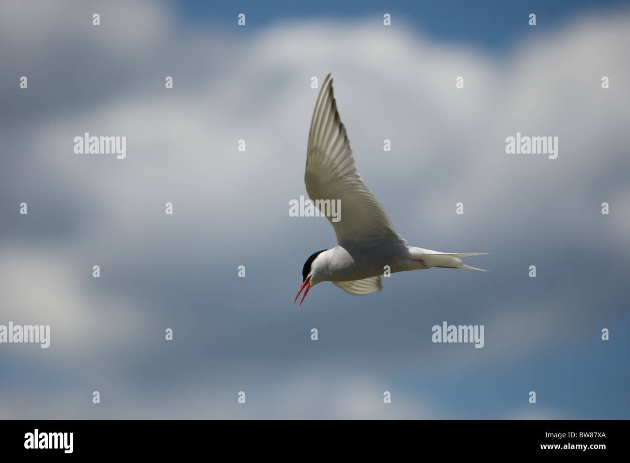 The Arctic Tern (Sterna paradisaea) is a seabird of the tern family ...