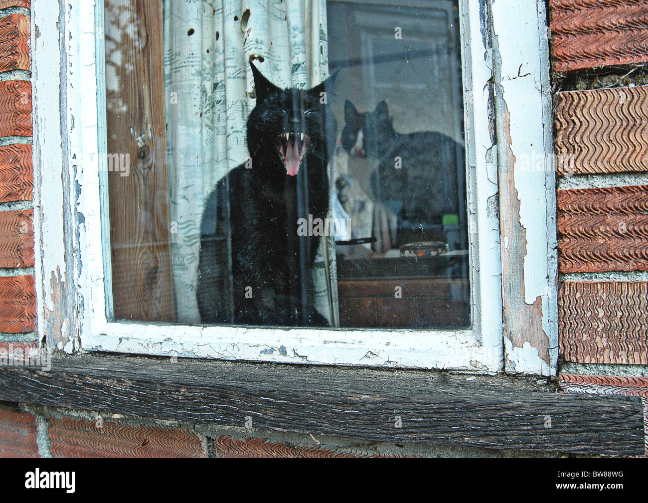 Cat in Window Stock Photo - Alamy