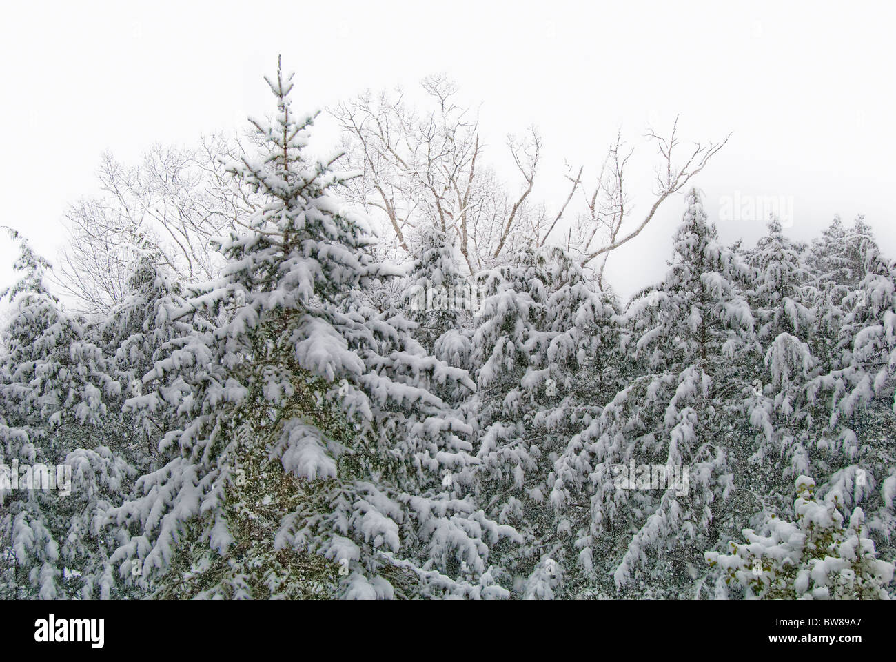 Hemlock Tree With Snow