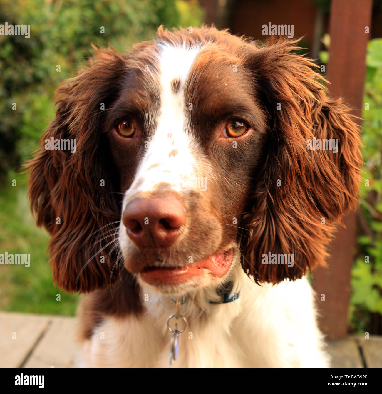 Portrait of a English Springer Spaniel Stock Photo - Alamy