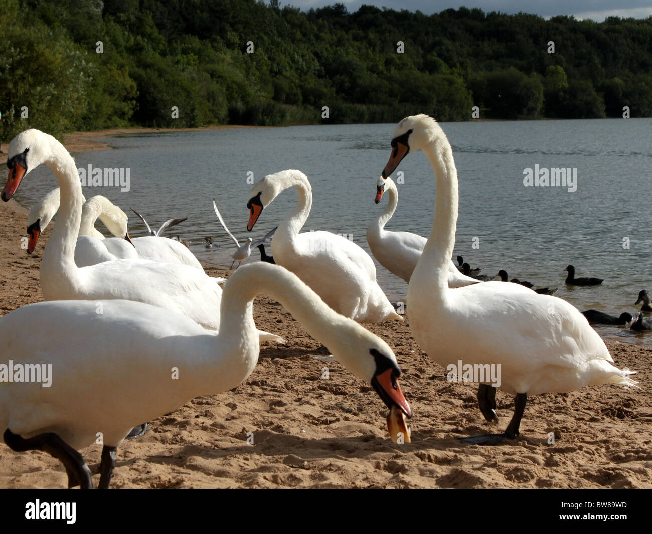 Astbury Mere swans eating bread Stock Photo - Alamy