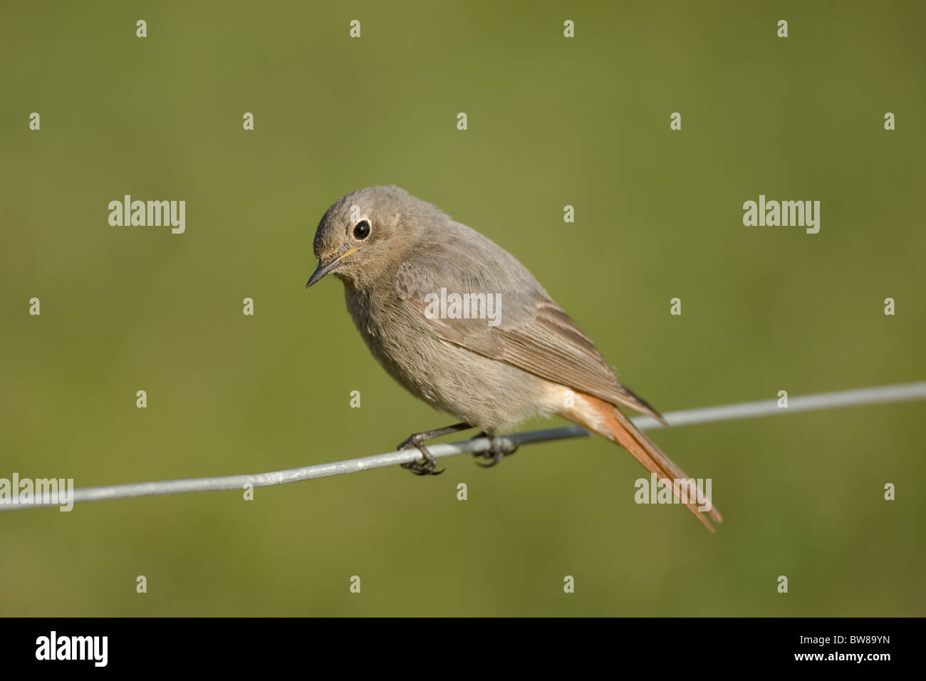 The Black Redstart Phoenicurus ochruros is a small passerine bird in ...